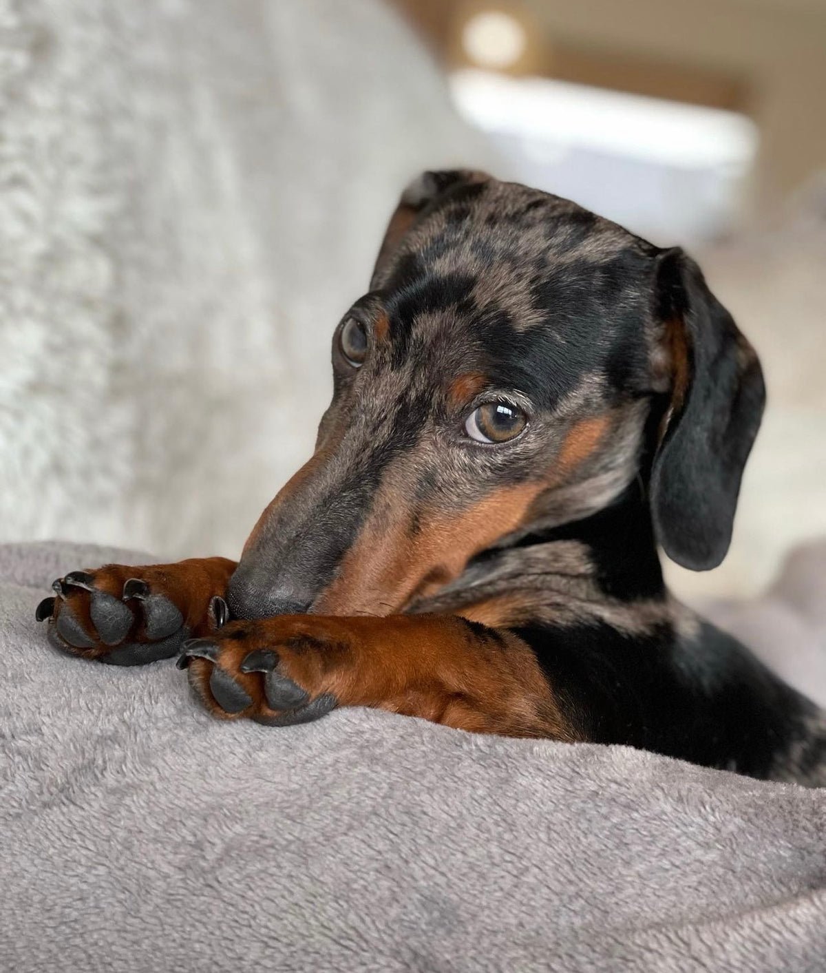 Do You Know Your Dog's Love Language? Spoiler: It's Not Treats! | Groomer And George Organic ...